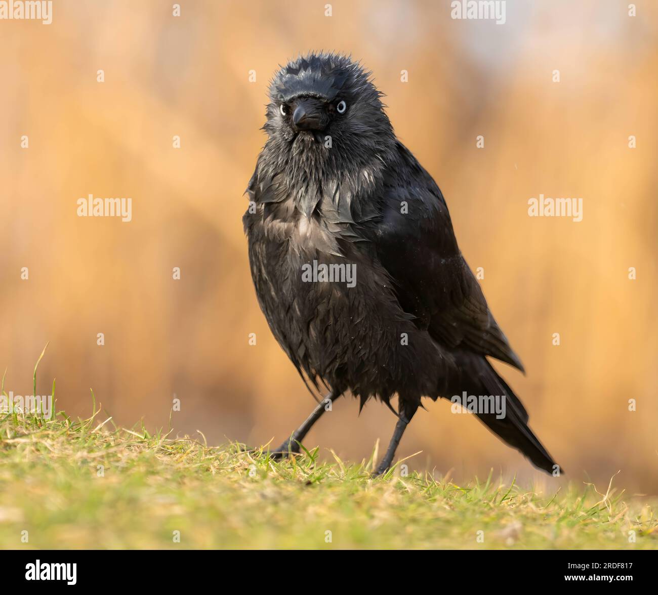 Pair western european black hi-res stock photography and images - Alamy
