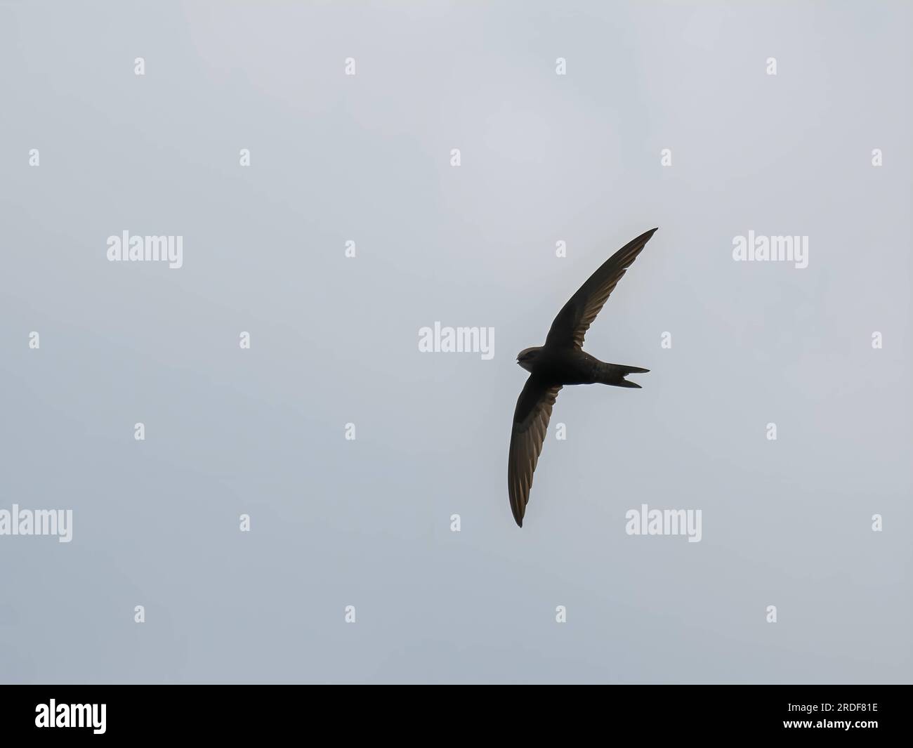 Common swift silhouette hi-res stock photography and images - Alamy