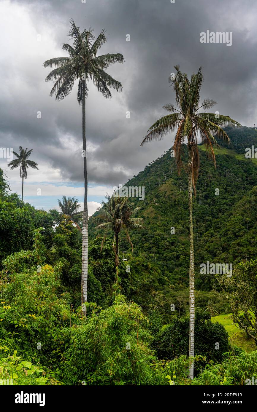 Wax palms largest palms in the world, Cocora valley, Unesco site coffee ...