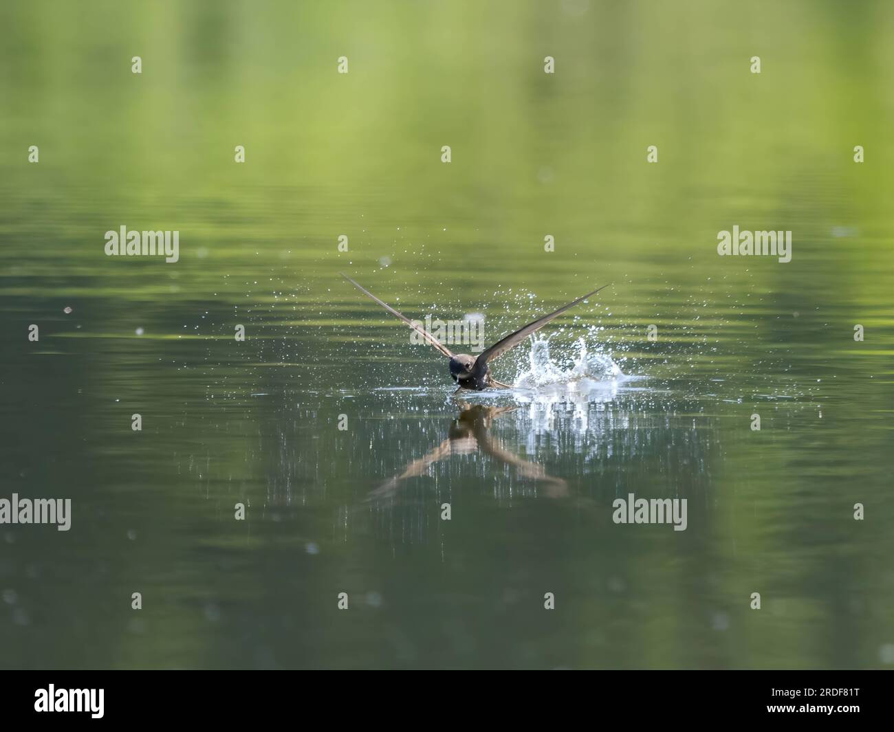 Swift bird hi-res stock photography and images - Alamy