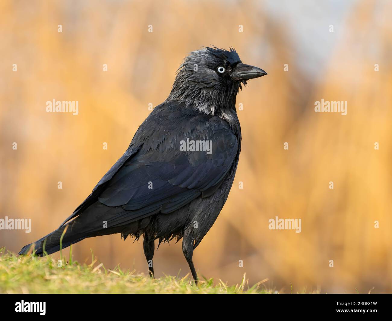 Pair western european black hi-res stock photography and images - Alamy