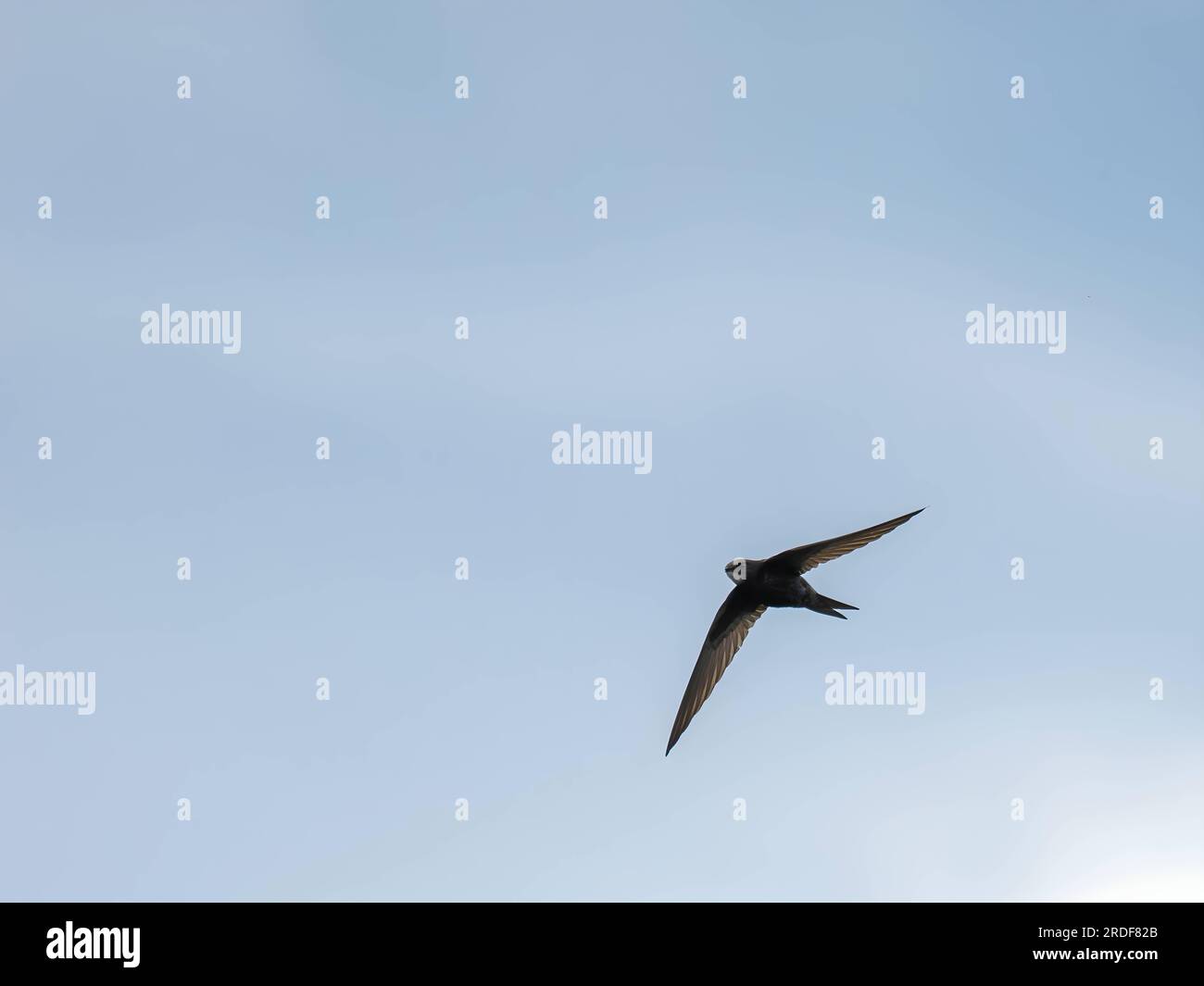 Common swift in flight isolated against the sky Stock Photo - Alamy