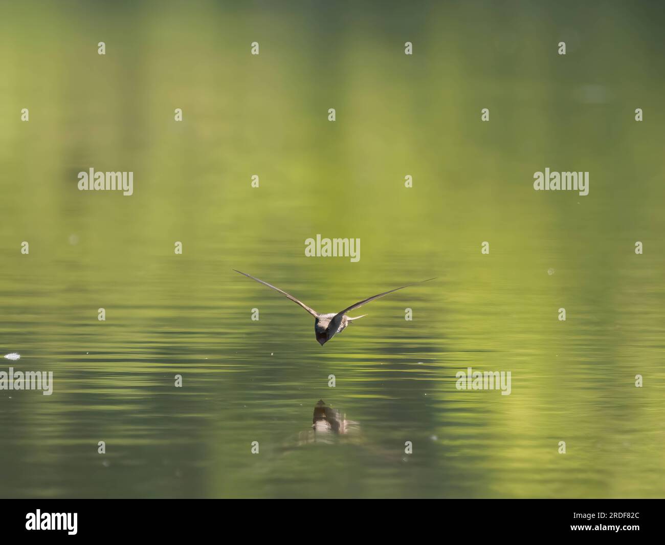 Swift bird hi-res stock photography and images - Alamy