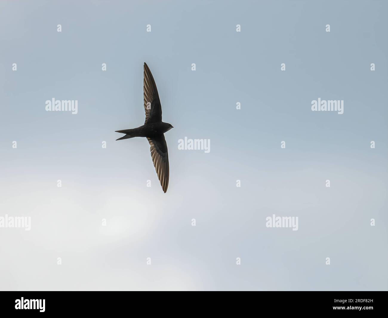 Common swift in flight isolated against the sky Stock Photo - Alamy
