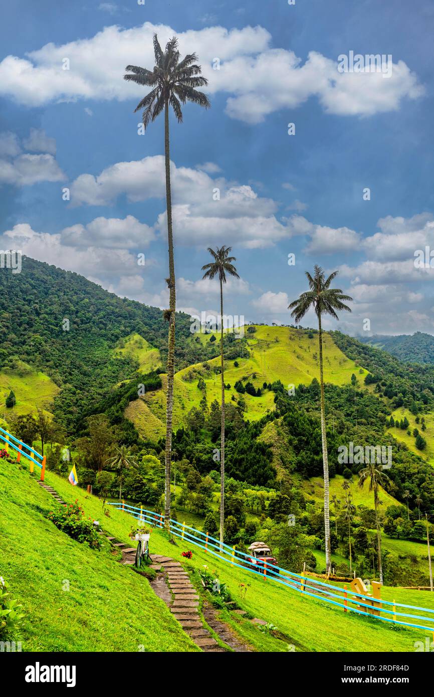Wax palms largest palms in the world, Cocora valley, Unesco site coffee ...