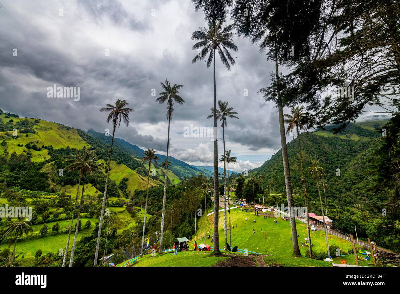 Wax palms largest palms in the world, Cocora valley, Unesco site coffee ...