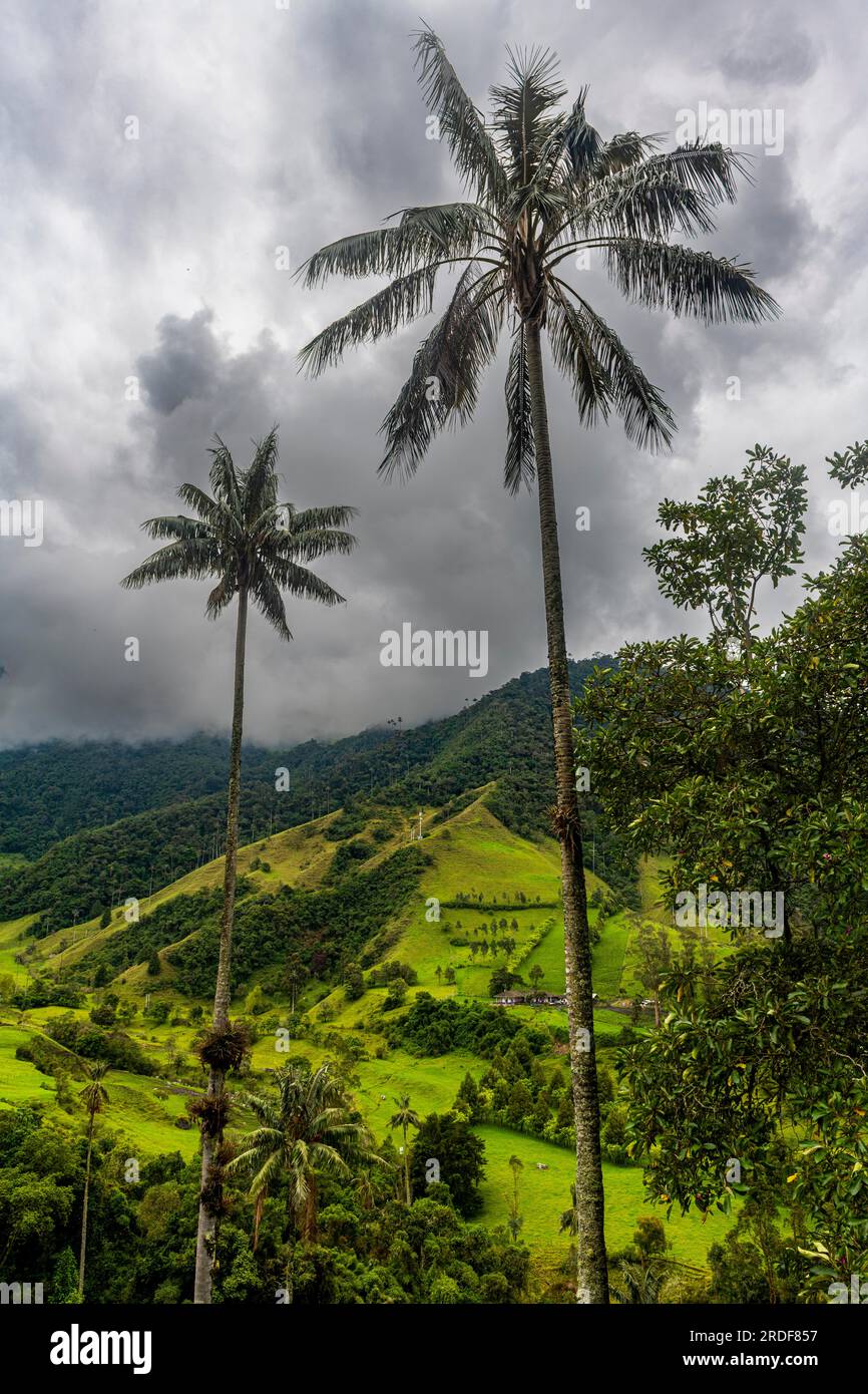 Wax palms largest palms in the world, Cocora valley, Unesco site coffee ...