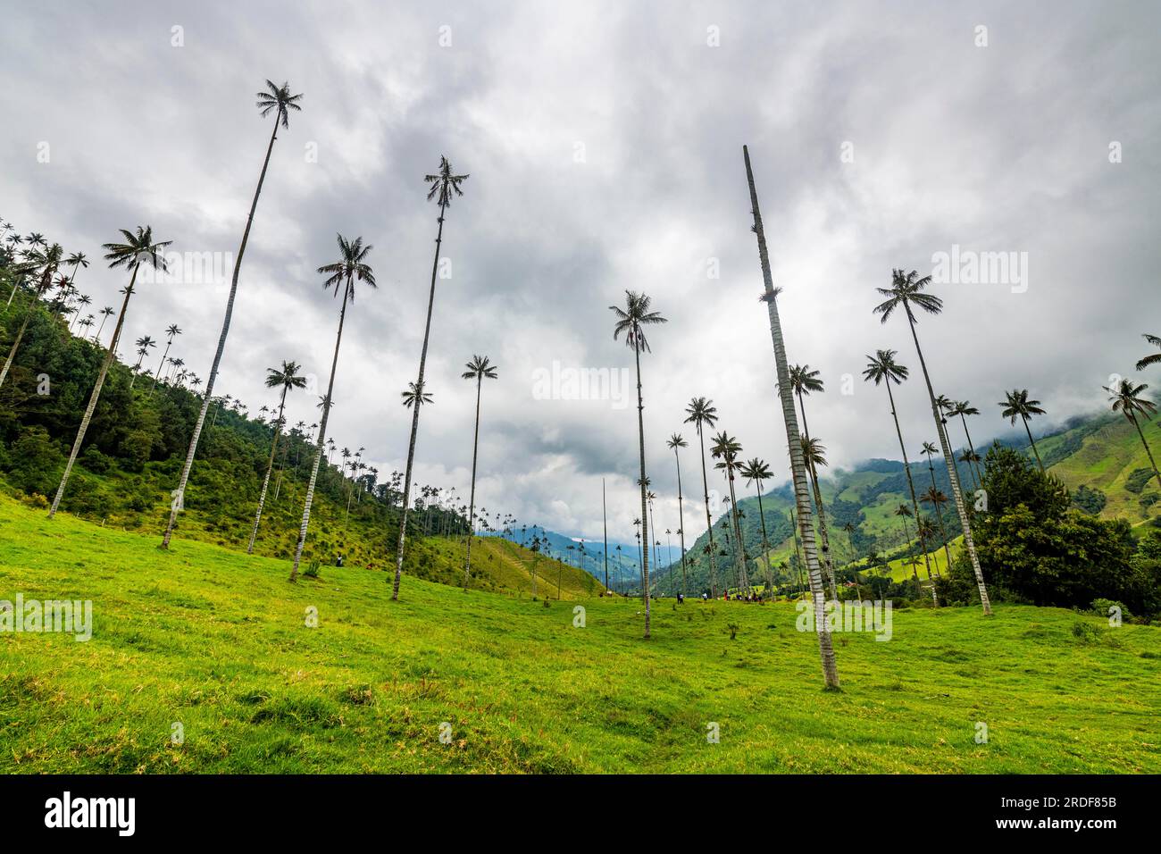 Wax palms largest palms in the world, Cocora valley, Unesco site coffee ...