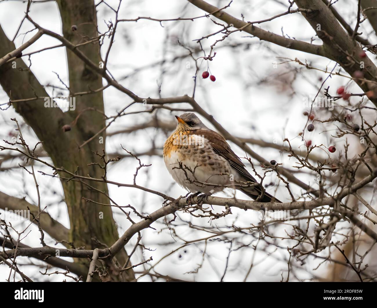 Fieldfare sitting on branch hi-res stock photography and images - Alamy