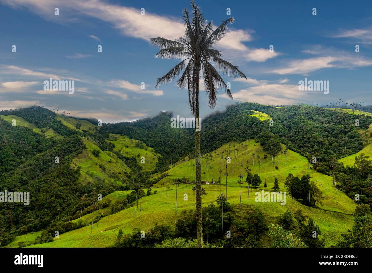 Wax palms largest palms in the world, Cocora valley, Unesco site coffee ...