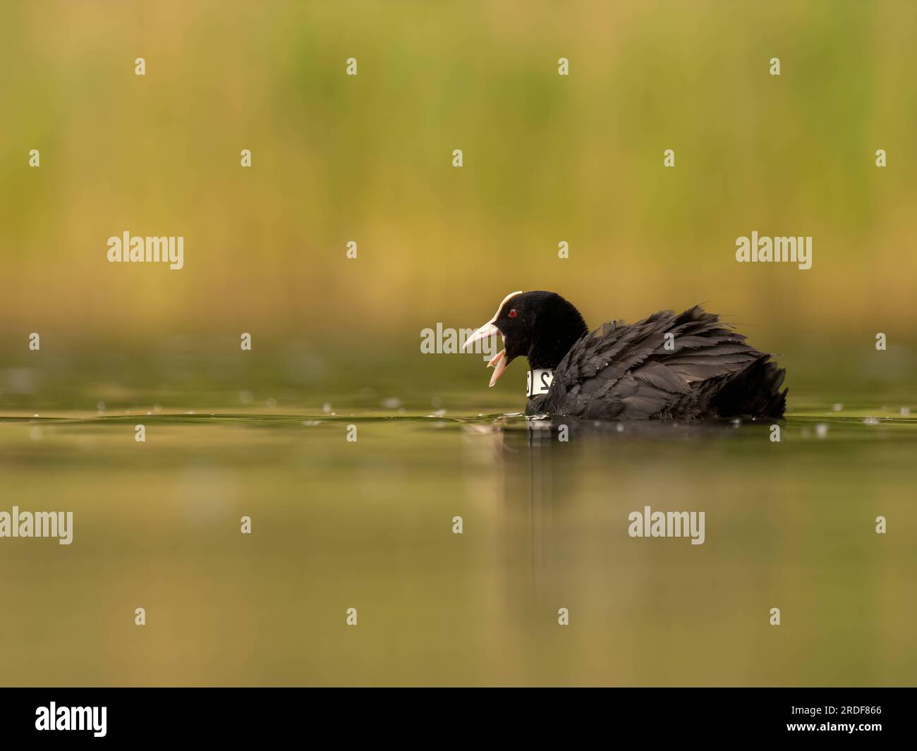 Eurasian coot couple hi-res stock photography and images - Alamy