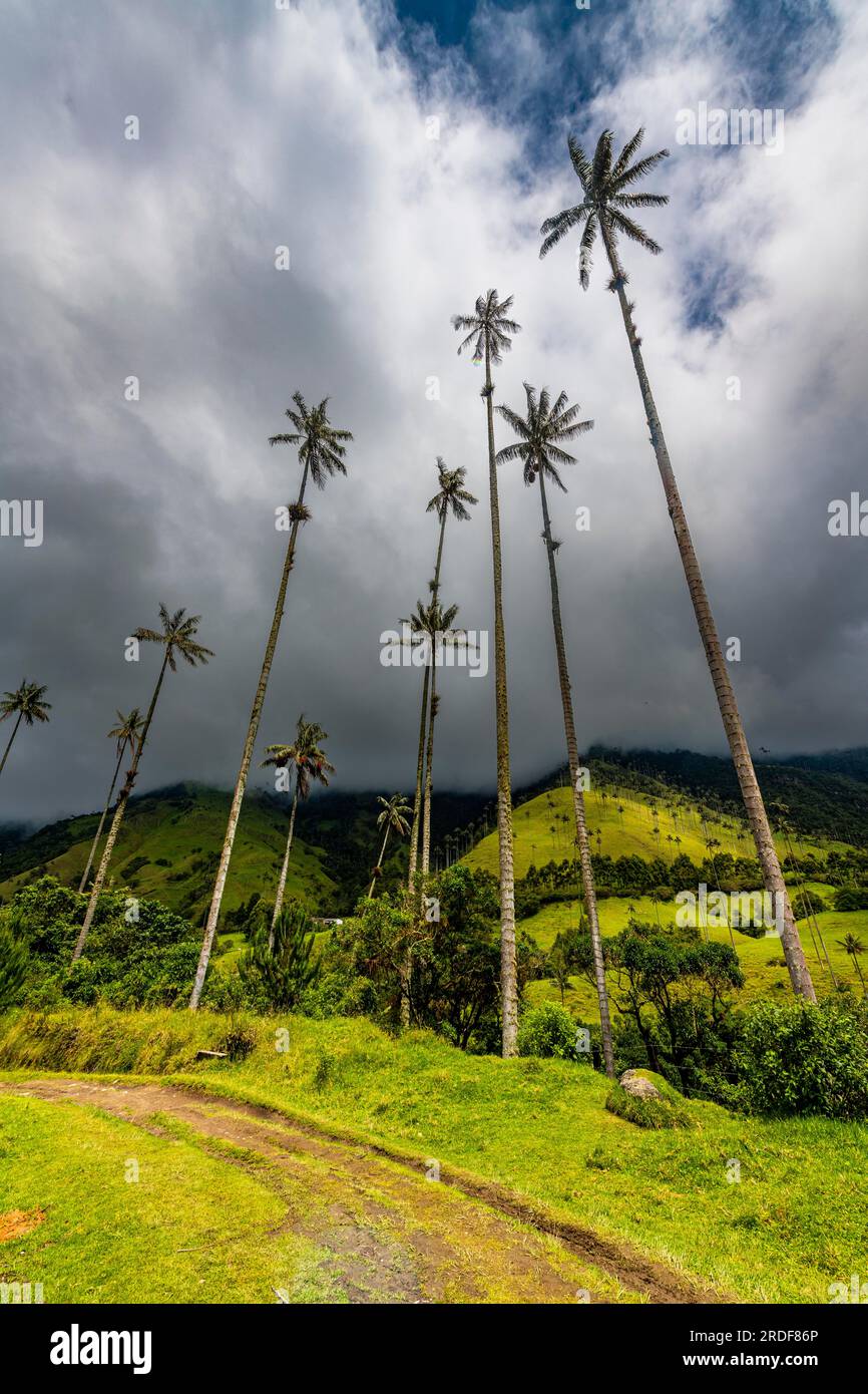 Wax palms largest palms in the world, Cocora valley, Unesco site coffee ...