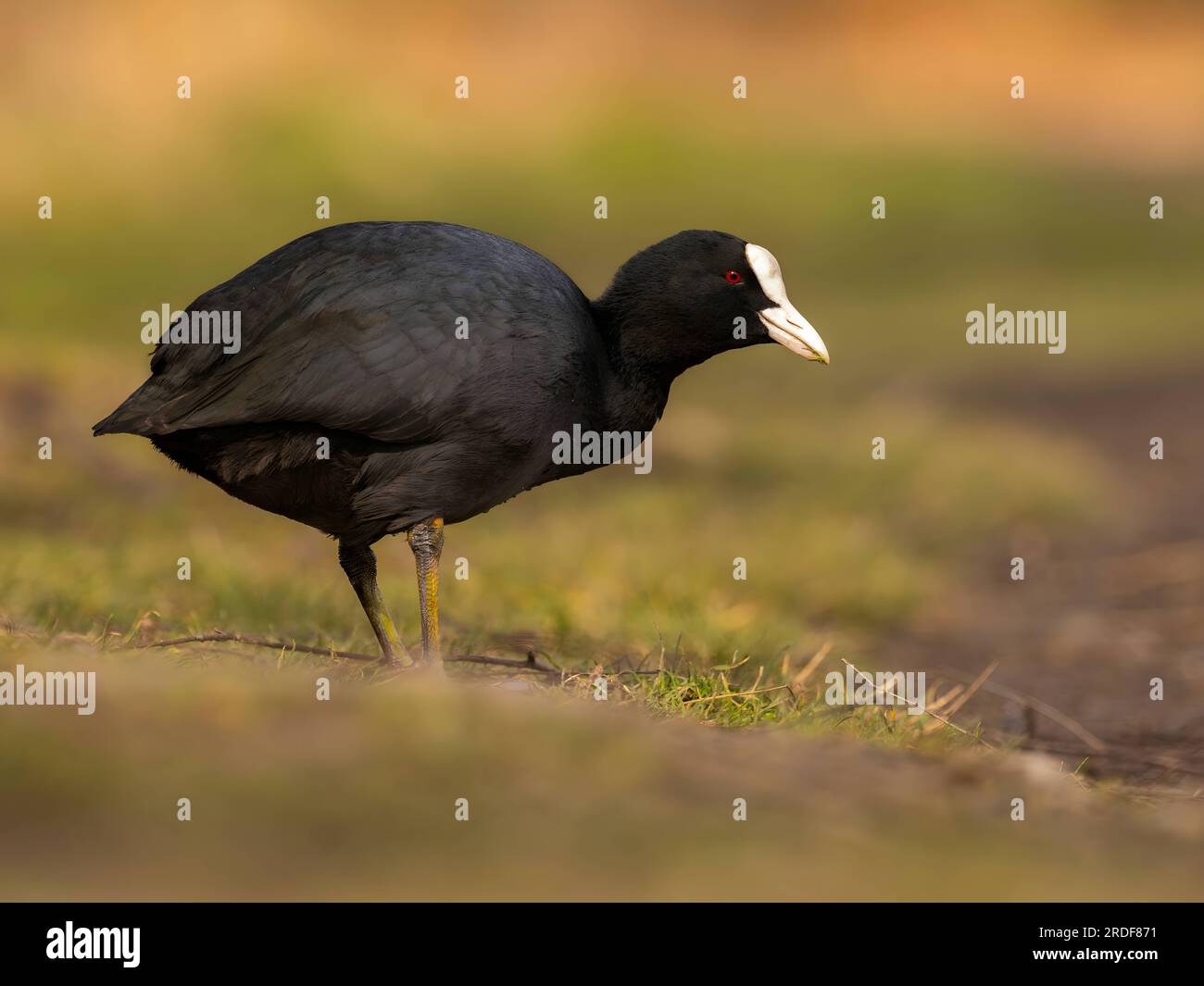Eurasian coot on grass, close-up photo on blurry background Stock Photo ...