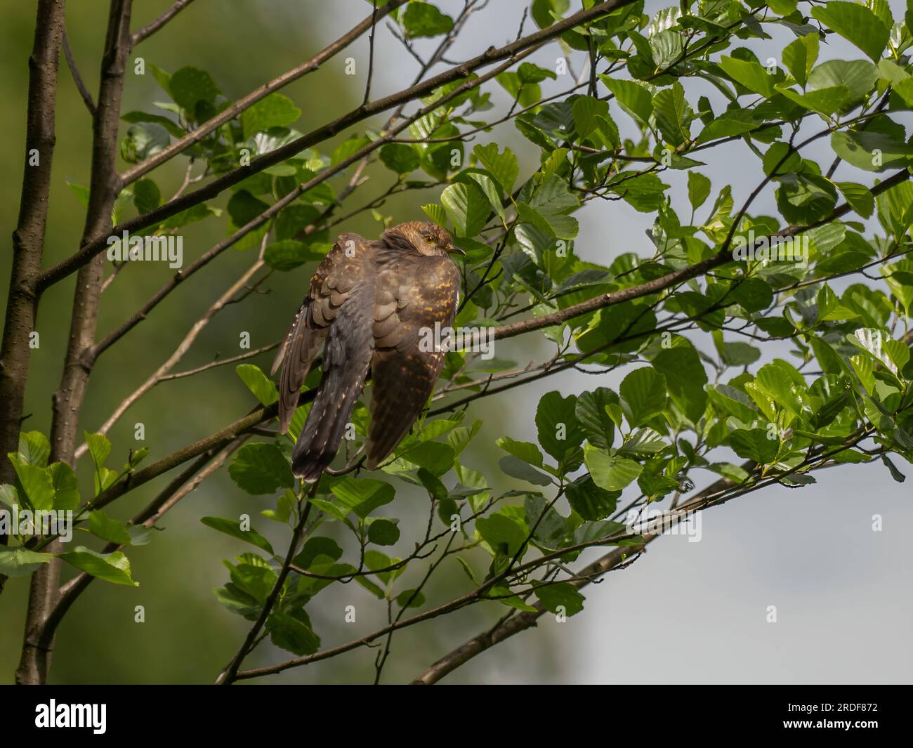 Common cuckoo sitting on a tree branch Stock Photo - Alamy