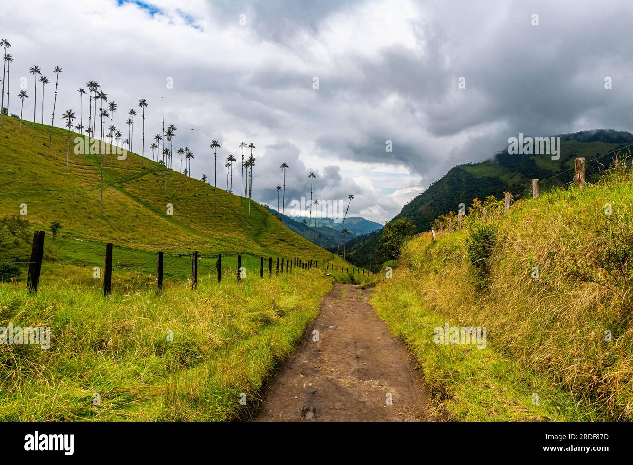 Wax palms largest palms in the world, Cocora valley, Unesco site coffee ...