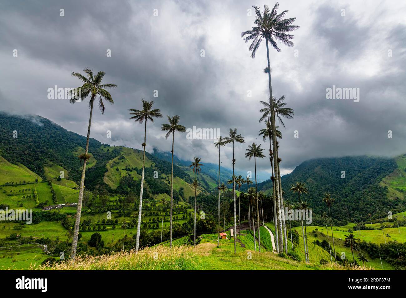 Wax palms largest palms in the world, Cocora valley, Unesco site coffee ...