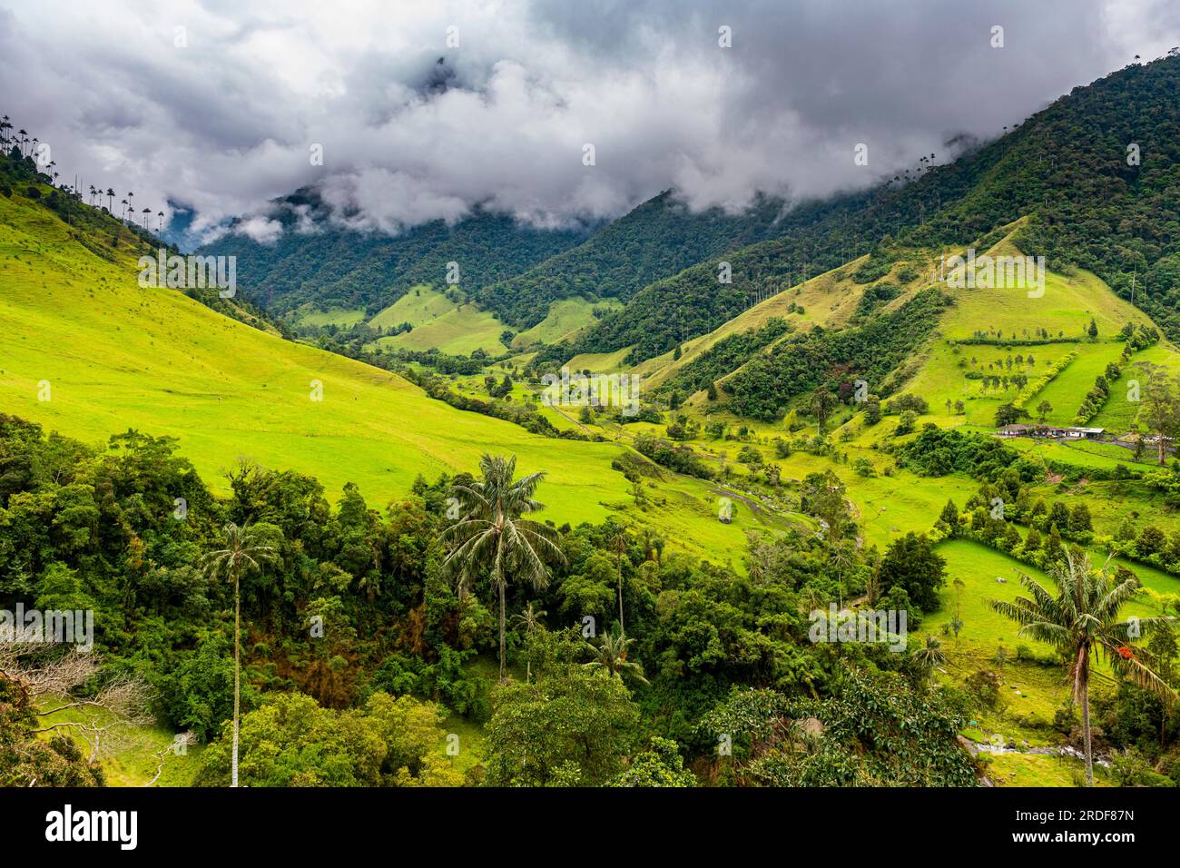 Wax palms largest palms in the world, Cocora valley, Unesco site coffee ...