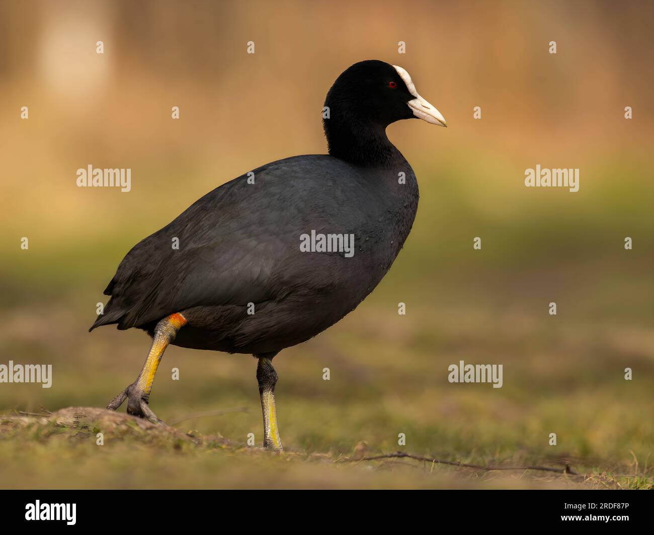 Eurasian coot on grass, close-up photo on blurry background Stock Photo ...
