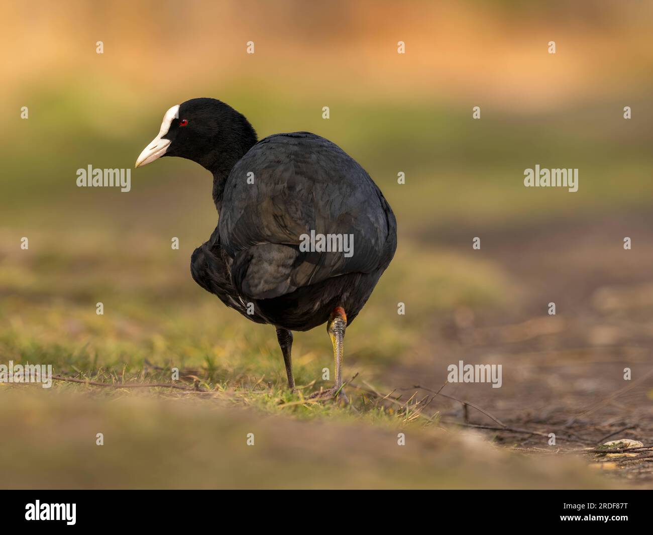 Eurasian coot on grass, close-up photo on blurry background Stock Photo ...