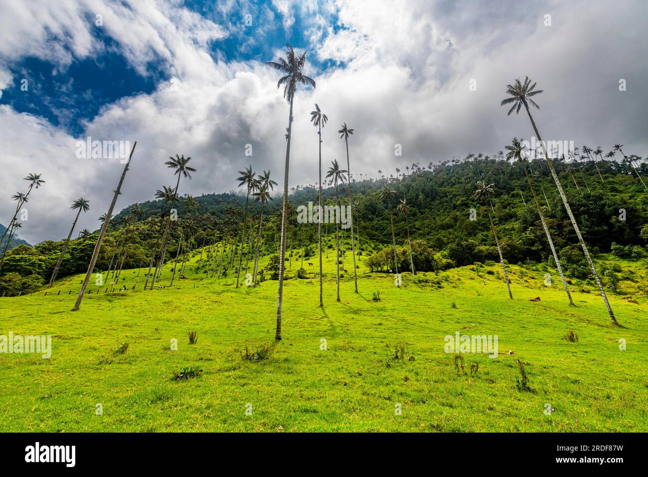 Wax palms largest palms in the world, Cocora valley, Unesco site coffee ...