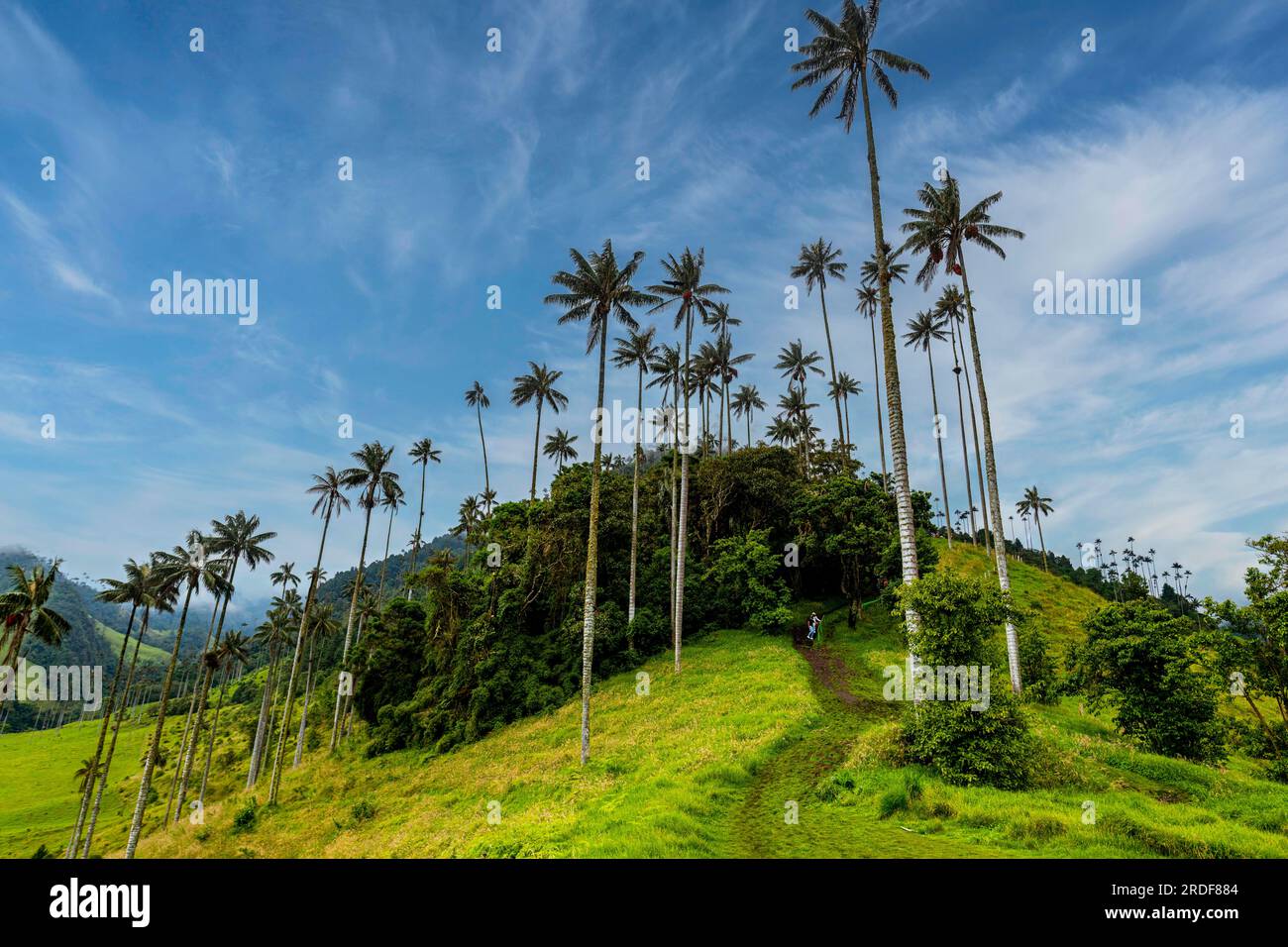 Wax palms largest palms in the world, Cocora valley, Unesco site coffee ...