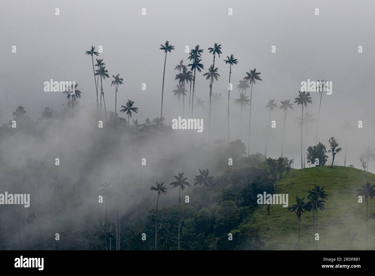 Wax palms largest palms in the world, Cocora valley, Unesco site coffee ...