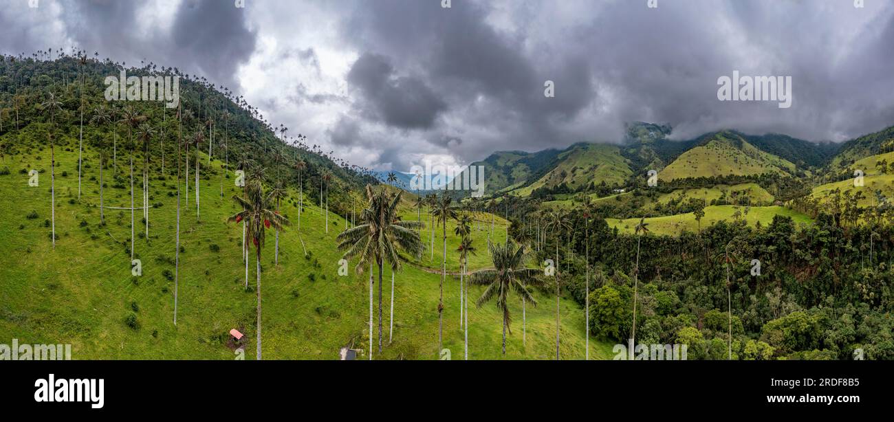 Wax palms largest palms in the world, Cocora valley, Unesco site coffee ...
