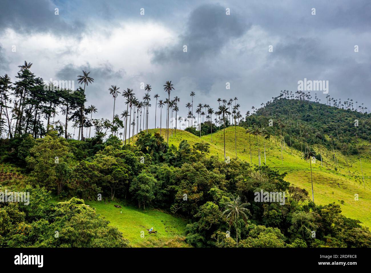 Wax palms largest palms in the world, Cocora valley, Unesco site coffee ...