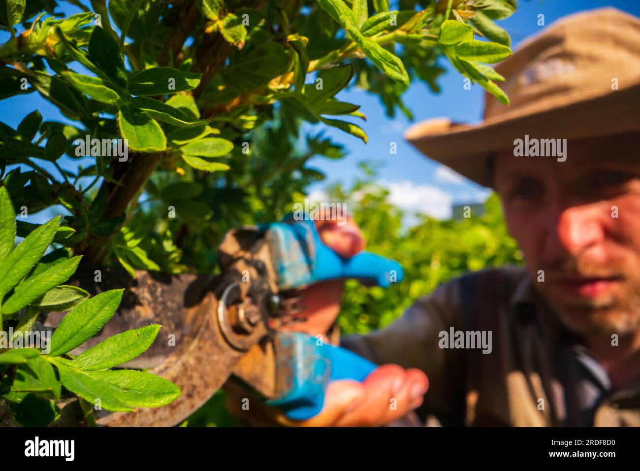 The farmer makes pruning of bushes with secateurs. Gardening Tools ...