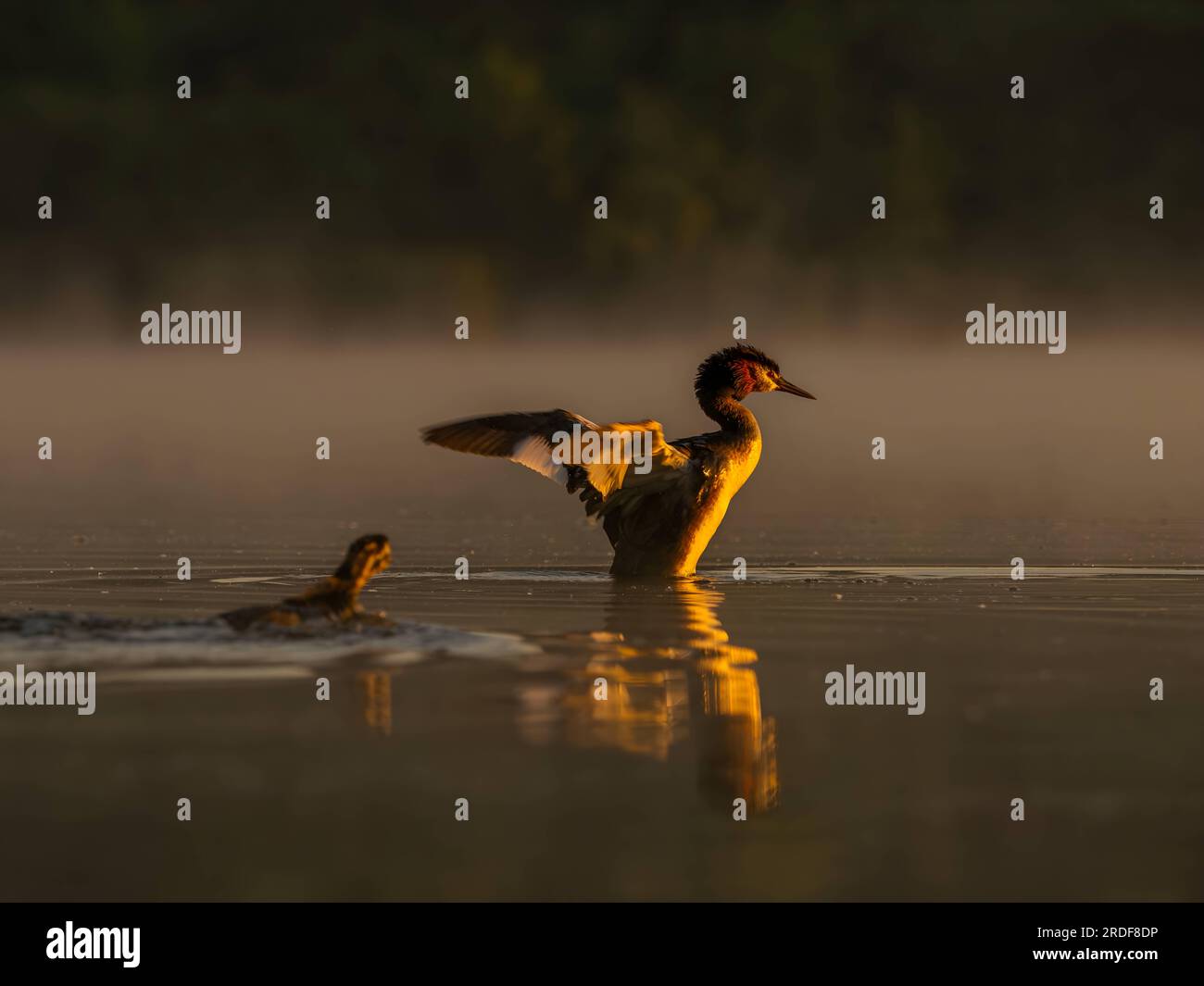 Great Crested Grebe preparing for flight Stock Photo - Alamy