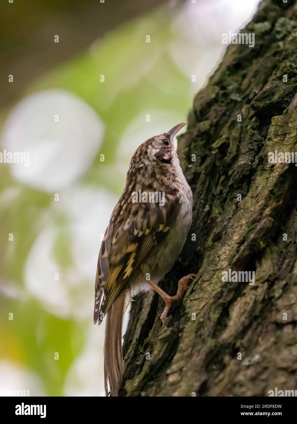 Short toed treecreeper on the trunk of a fruit tree hi-res stock ...