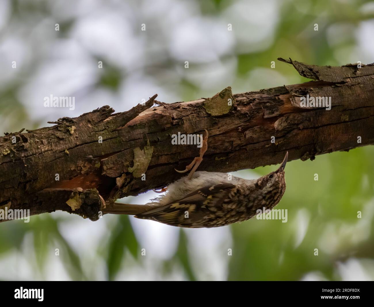 Short-toed treecreeper on a tree trunk Stock Photo - Alamy