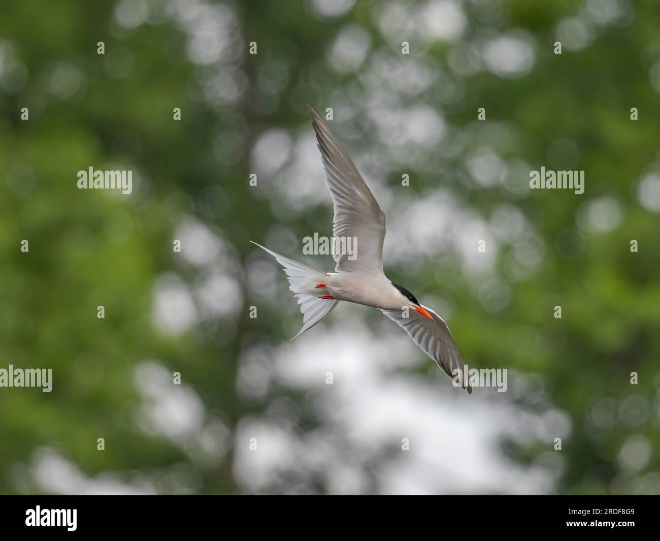 Common tern in flight against the sky Stock Photo - Alamy