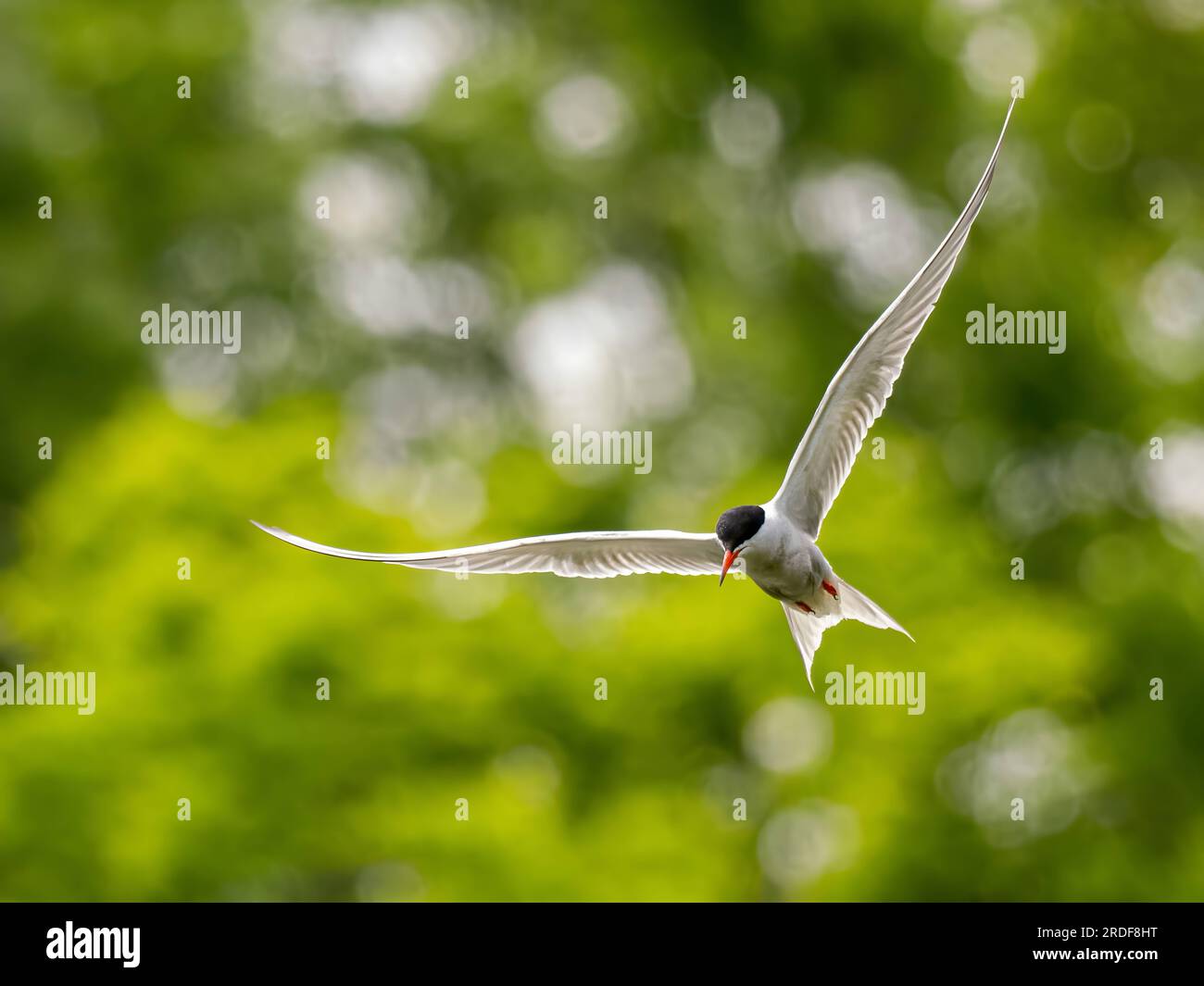 Common tern in flight against a background of greenery Stock Photo - Alamy