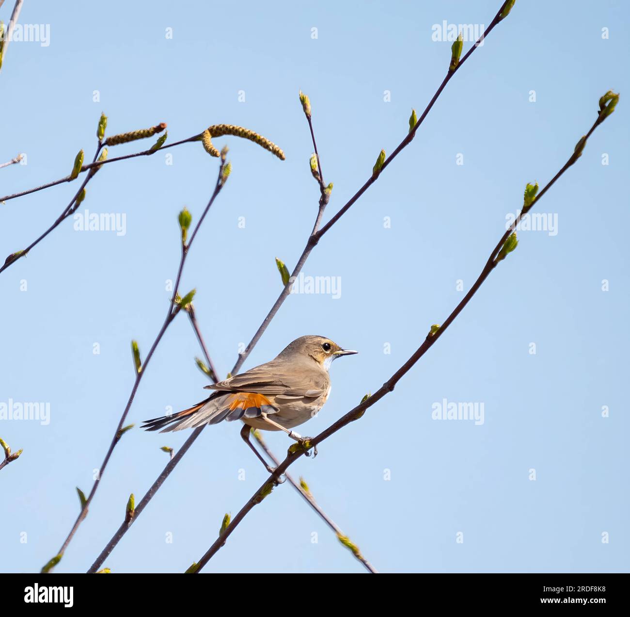 Nightingale singing on branch hi-res stock photography and images - Alamy