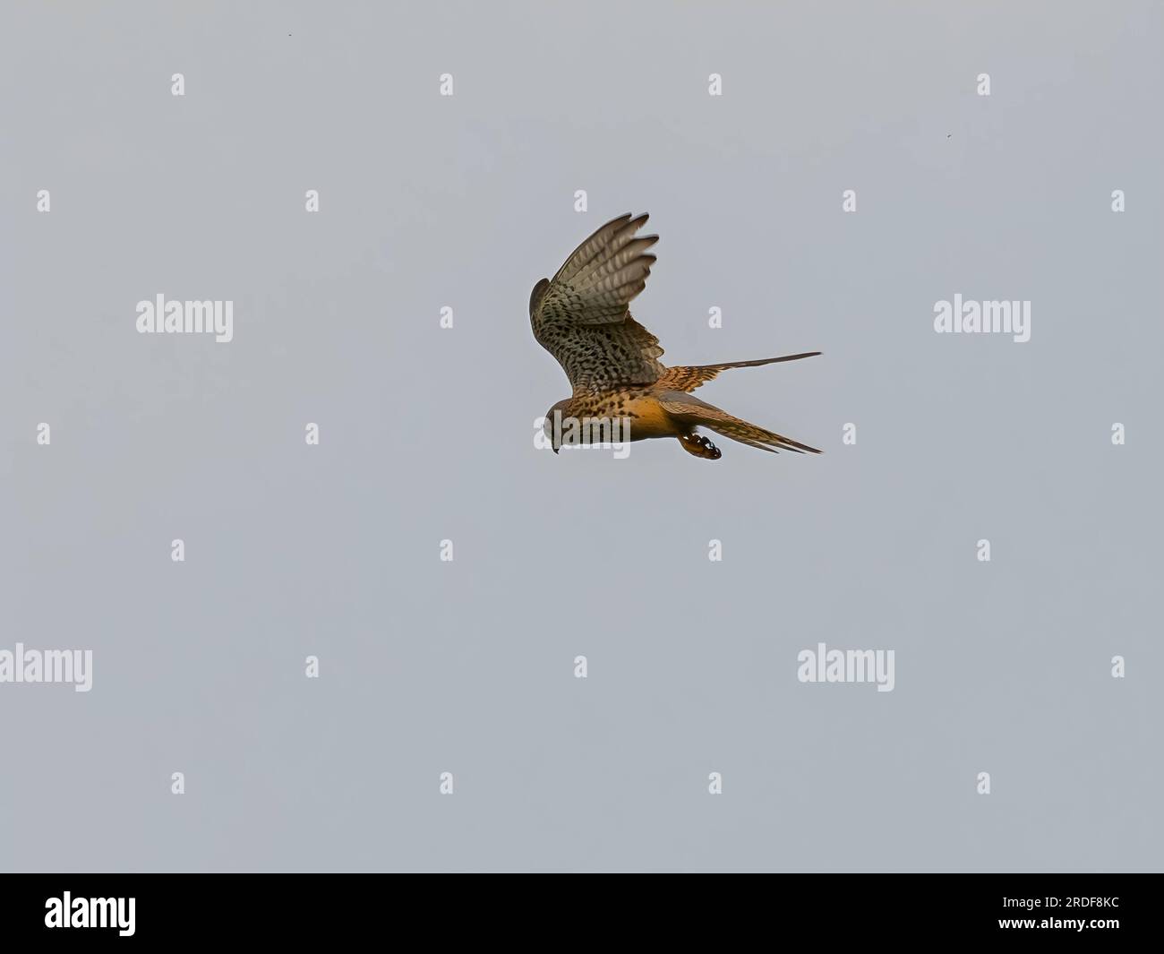 Common kestrel in flight isolated against the sky Stock Photo - Alamy