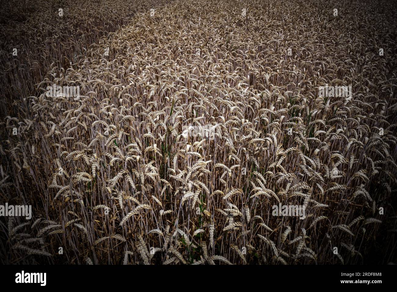 Wheat, wheat field, grain field, Stuttgart, Baden-Wuerttemberg, Germany ...