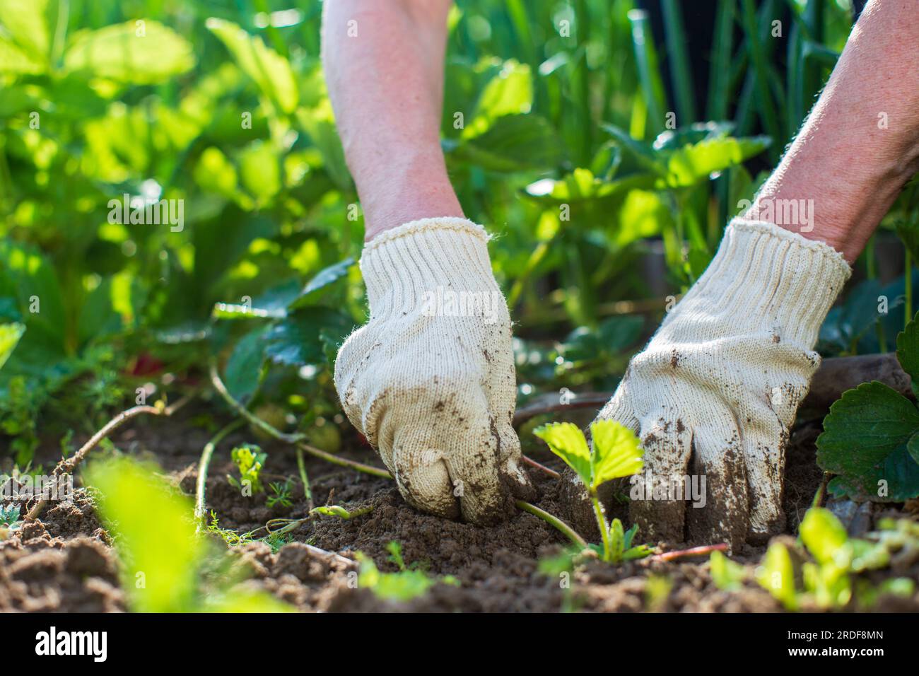 The farmer takes care of the plants in the vegetable garden on the farm ...