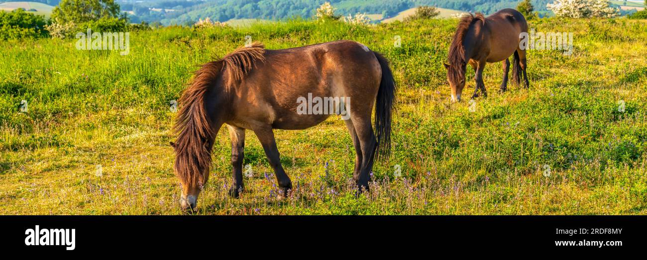 Exmoor Ponies the Quantock Hills Somerset panoramic view England UK ...