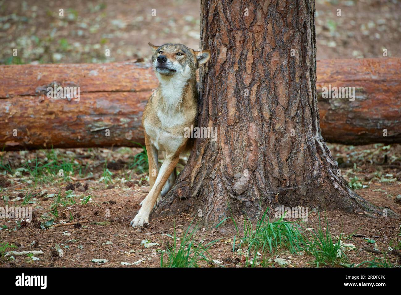 European gray wolf (Canis lupus), scratching on tree in forest, Germany ...