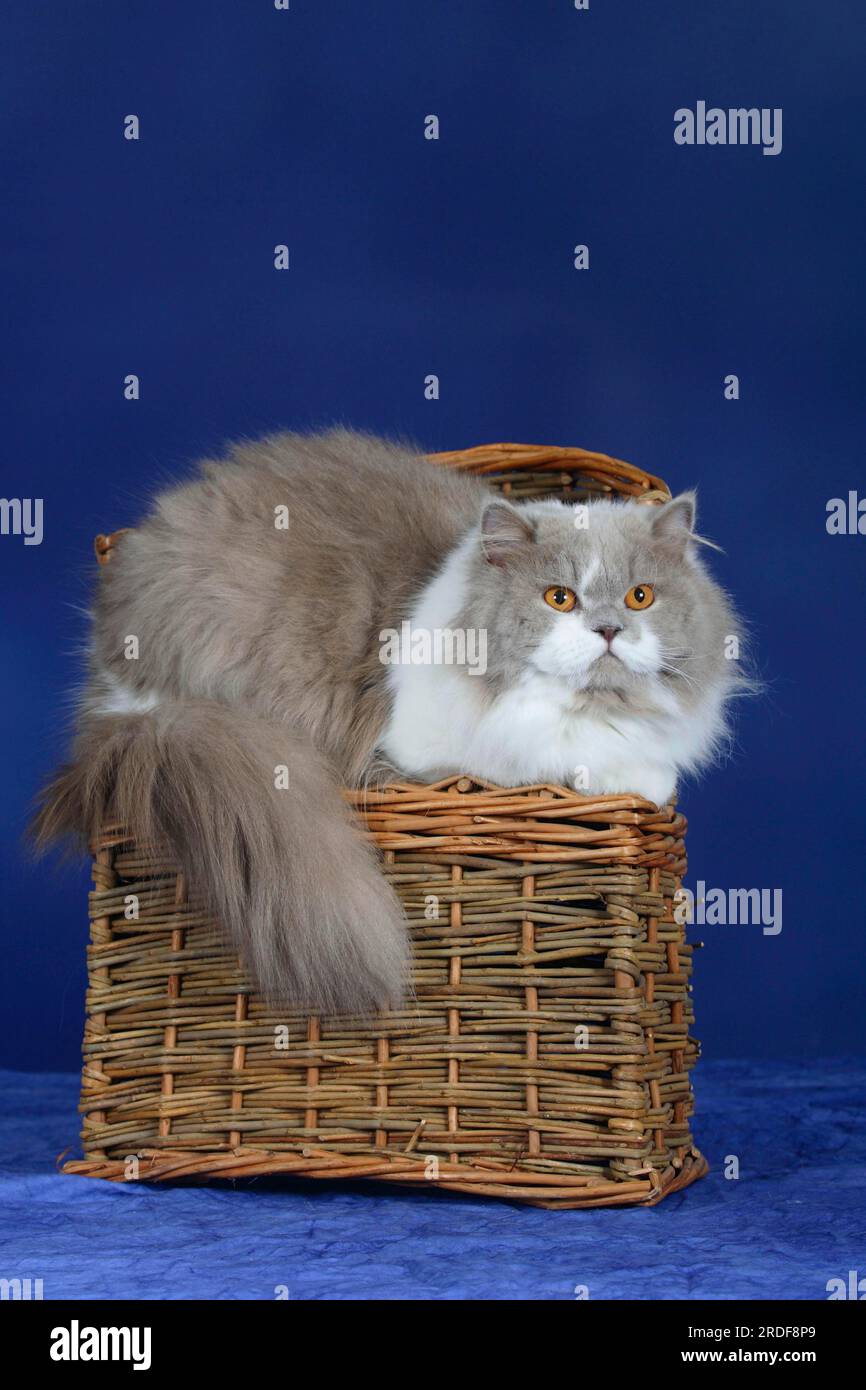 British longhair cat lilac white hi-res stock photography and images ...