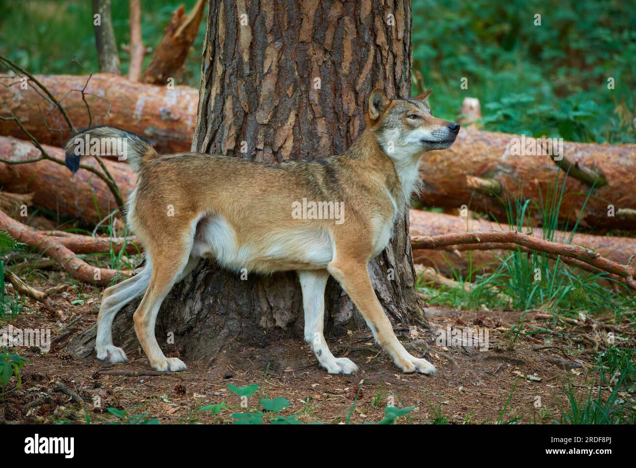 Wolf canis lupus scratching tree hi-res stock photography and images ...