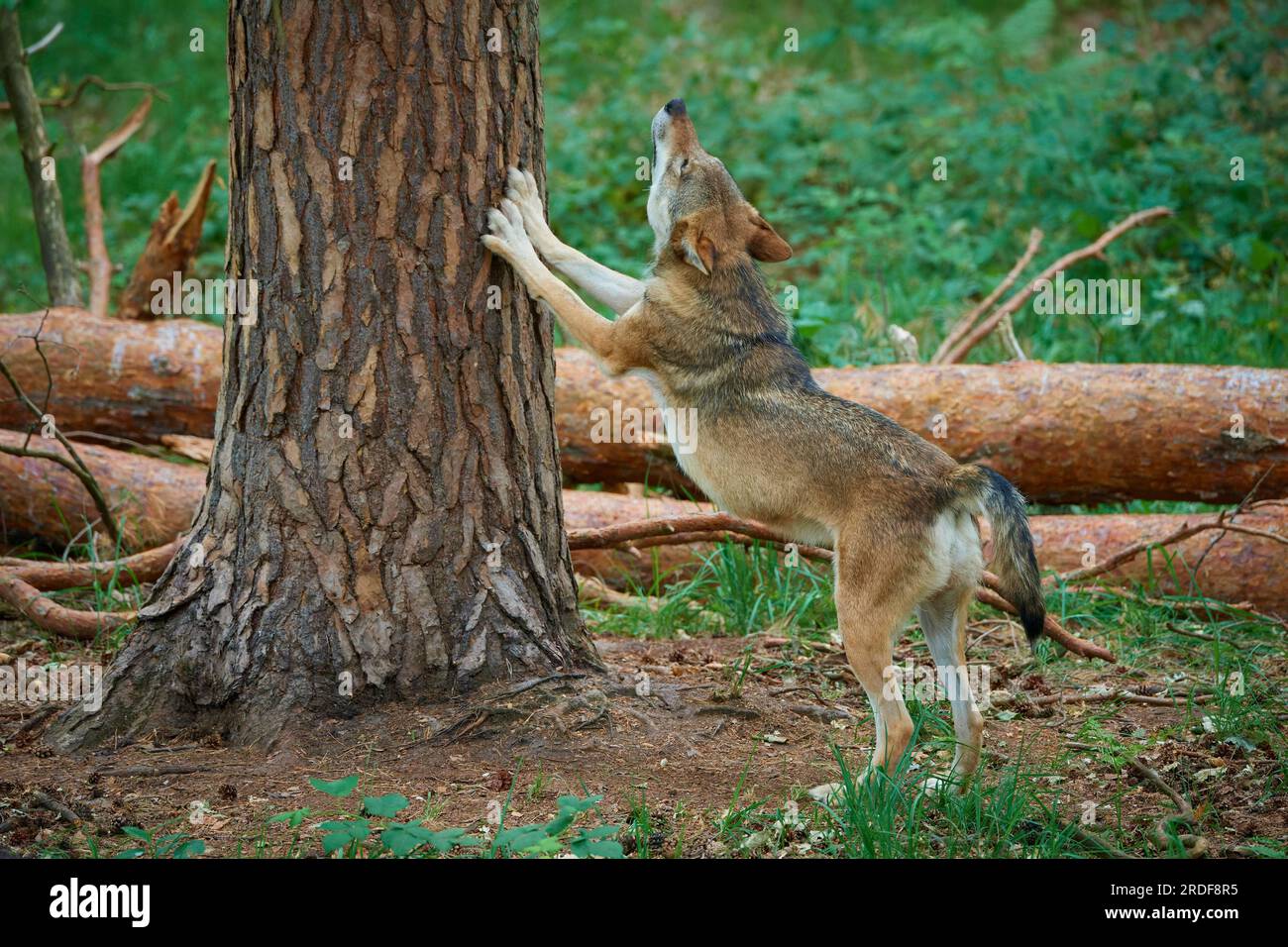 Hind leg hi-res stock photography and images - Alamy