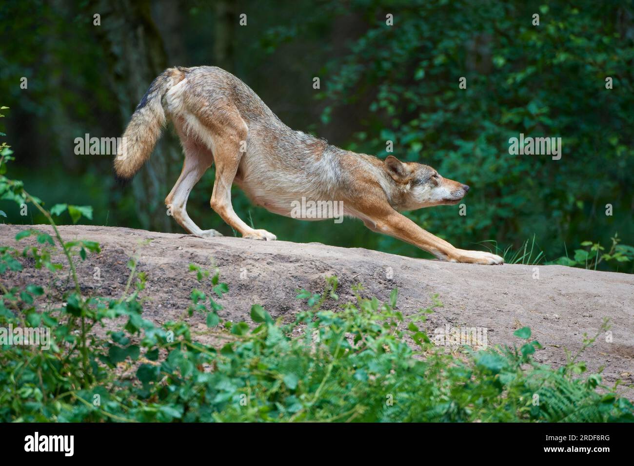 European gray wolf (Canis lupus), stretching in the forest, Germany ...