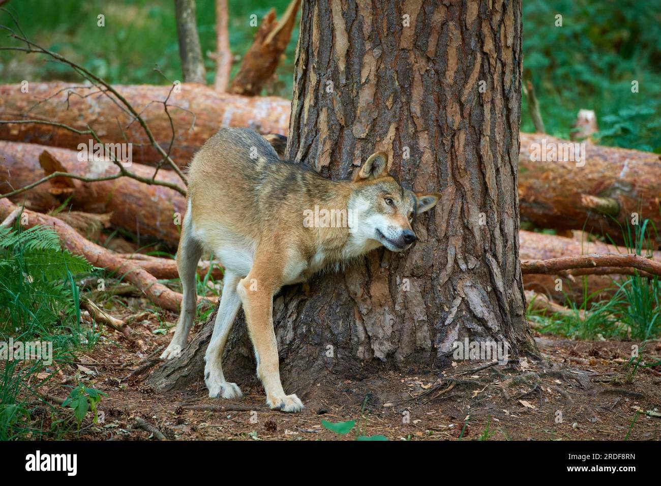 European gray wolf (Canis lupus), scratching on tree in forest, Germany ...