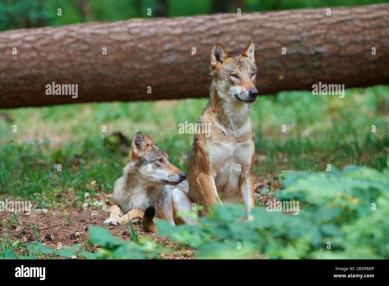 European gray wolf (Canis lupus), two animals in the forest, Germany Stock Photo - Alamy