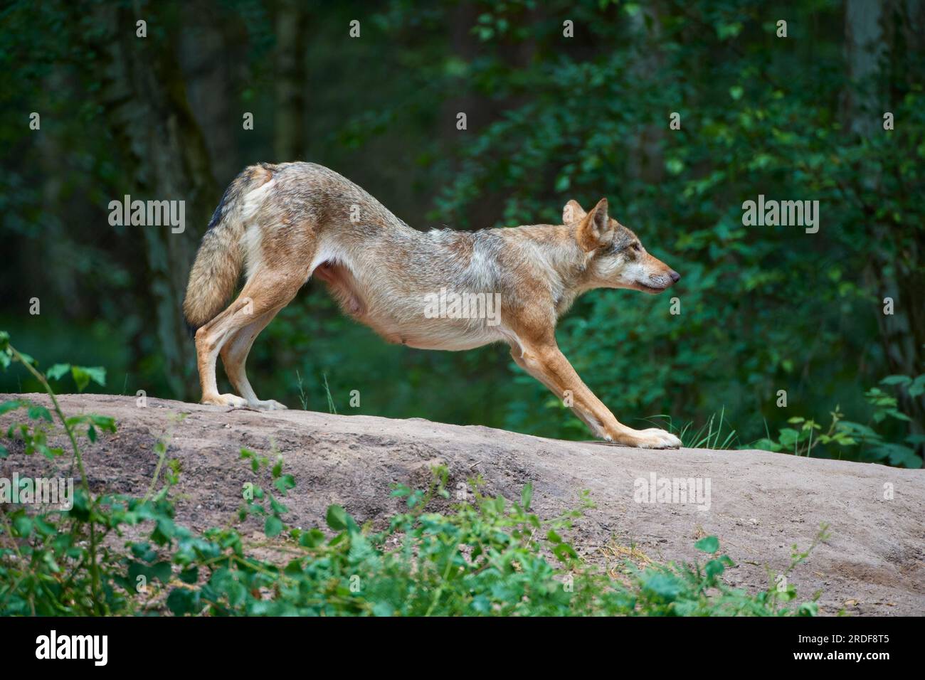Gray wolf canis lupus stretching hi-res stock photography and images ...