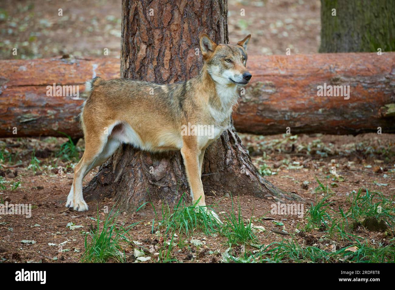 Wolf canis lupus scratching tree hi-res stock photography and images ...