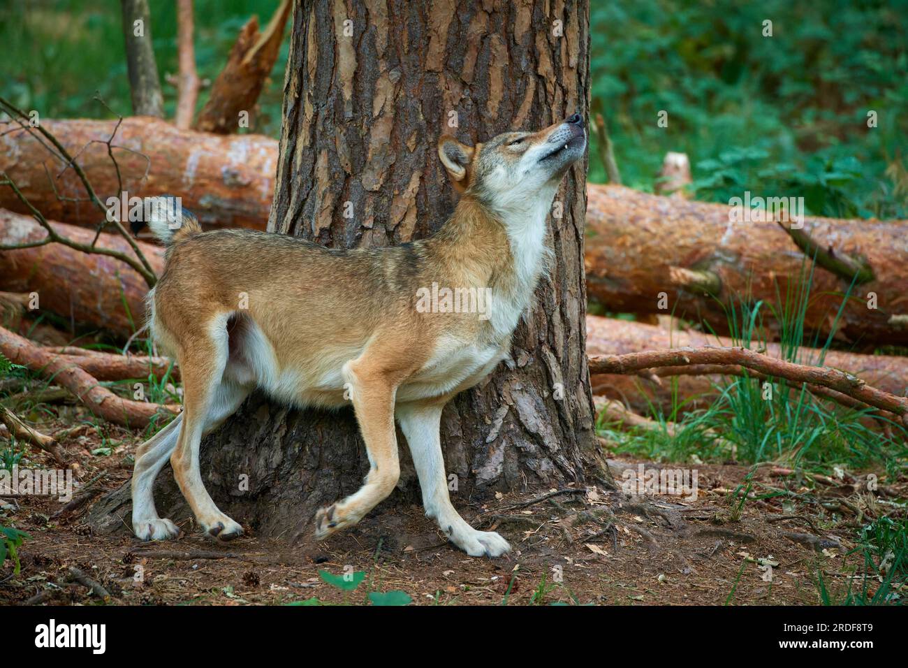 European gray wolf (Canis lupus), scratching on tree in forest, Germany ...