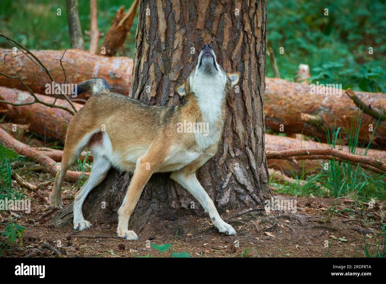 European gray wolf (Canis lupus), scratching on tree in forest, Germany ...